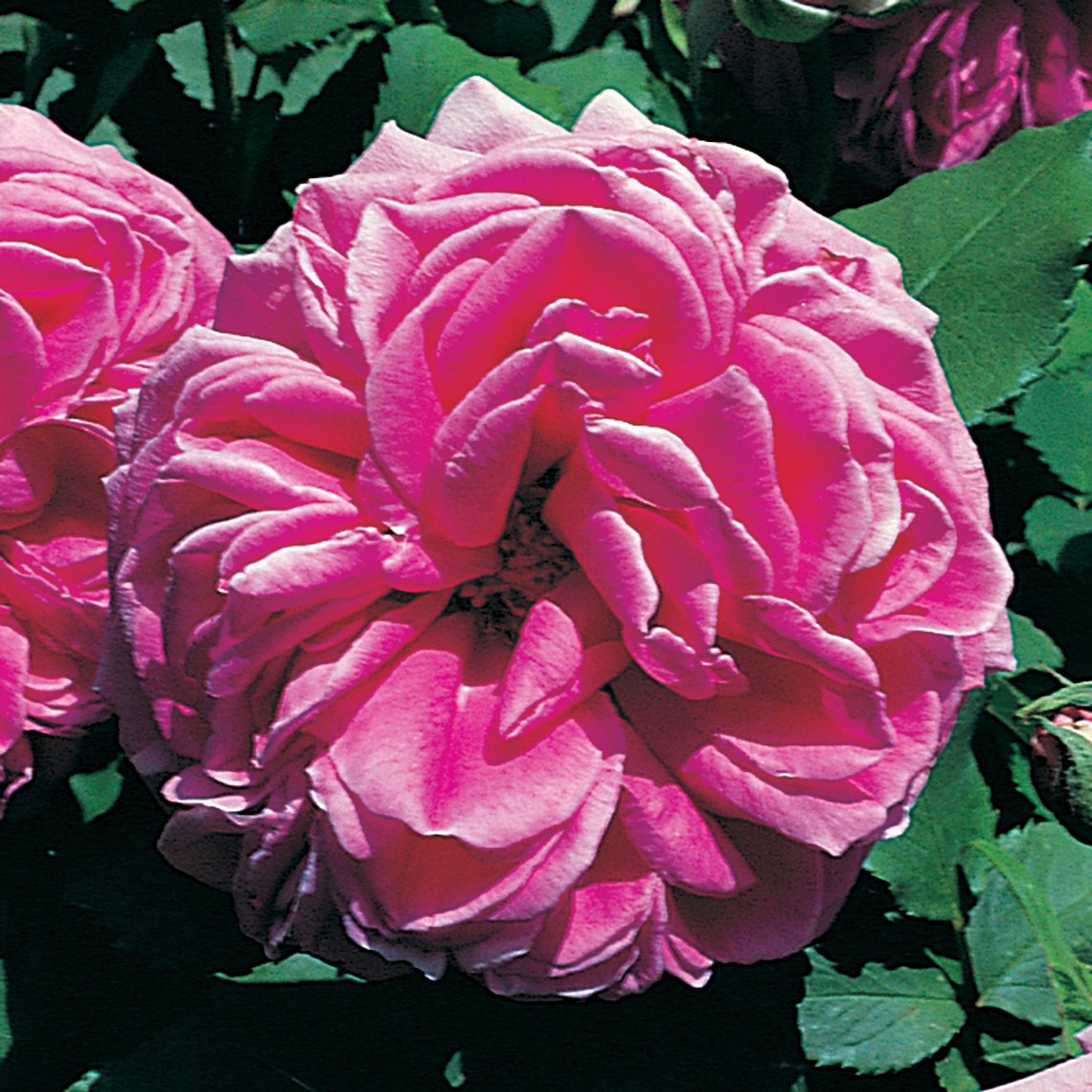 Roses - The Diggers Club