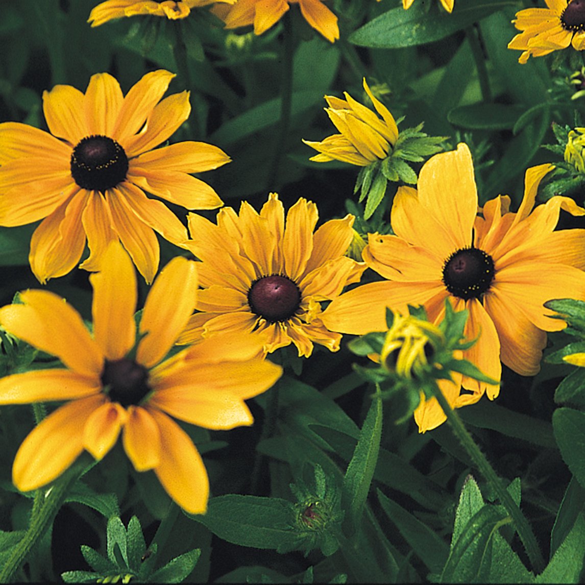 Rudbeckia - The Diggers Club