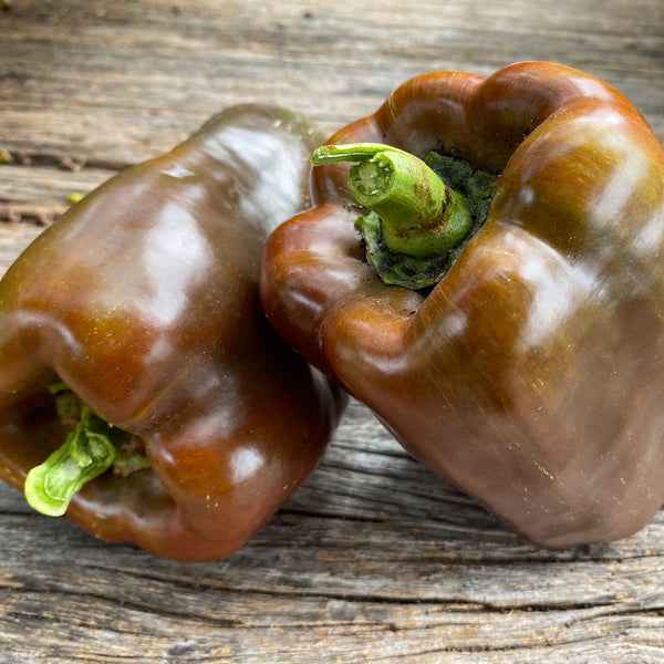 Capsicum 'Sweet Chocolate' (Organic) - The Diggers Club