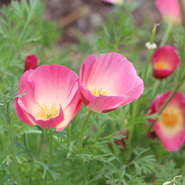 Californian Poppy 'Purple Gleam' - The Diggers Club