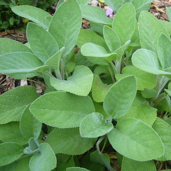 Sage 'Berggarten' - The Diggers Club