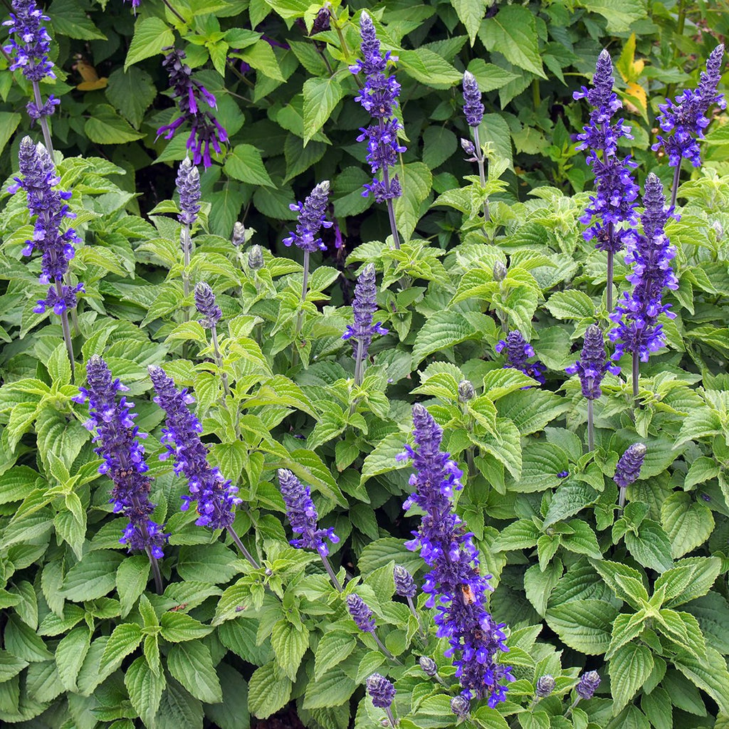 Salvia Mystic Spires The Diggers Club