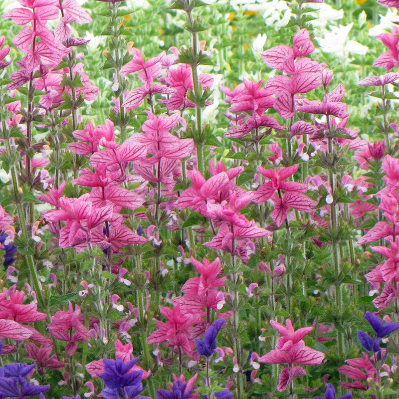 Salvia 'Pink Sundae' - The Diggers Club