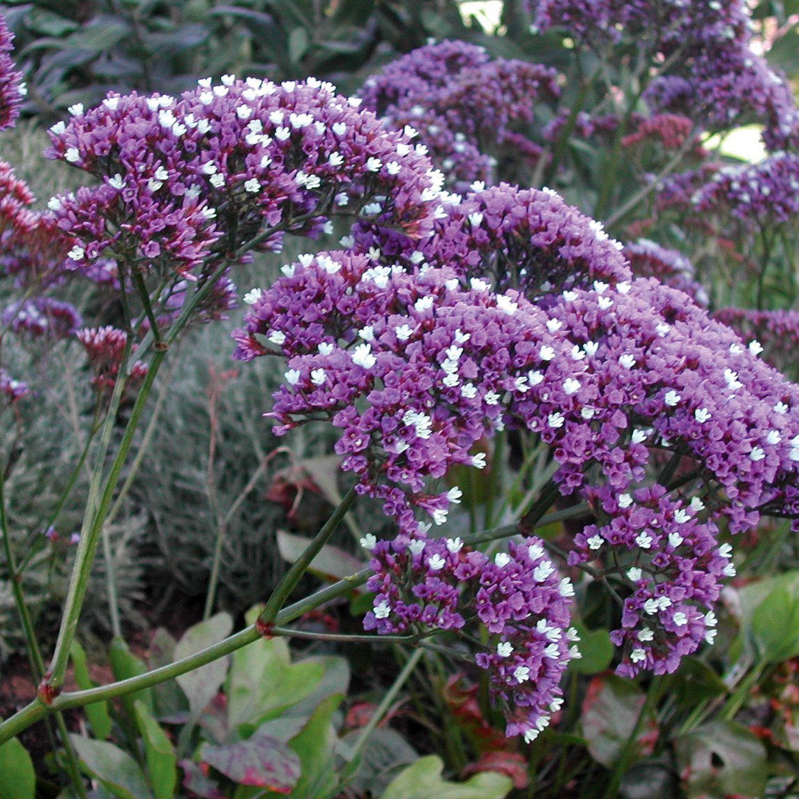 Sea Lavender - The Diggers Club