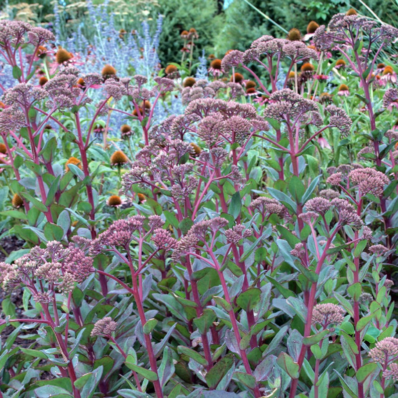 Sedum 'Matrona' - The Diggers Club