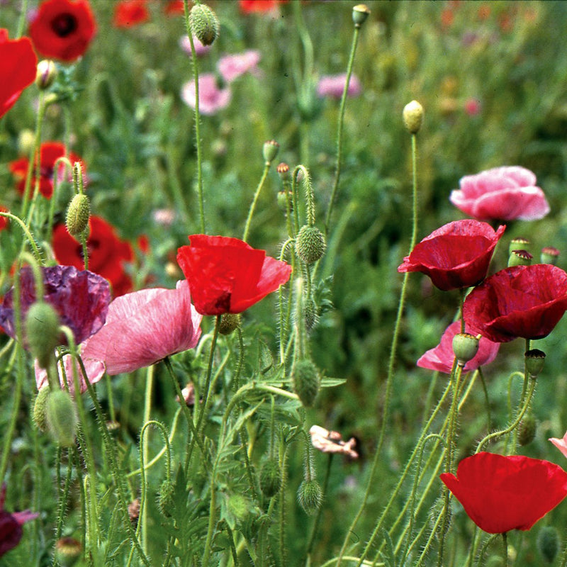 Shirley Poppy Mix - The Diggers Club