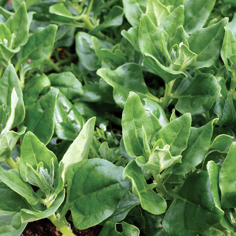 Spinach 'New Zealand' - The Diggers Club