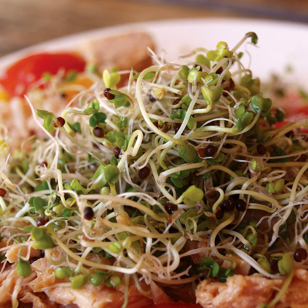 Sprouting Seed 'Green Broccoli' (Organic) - The Diggers Club