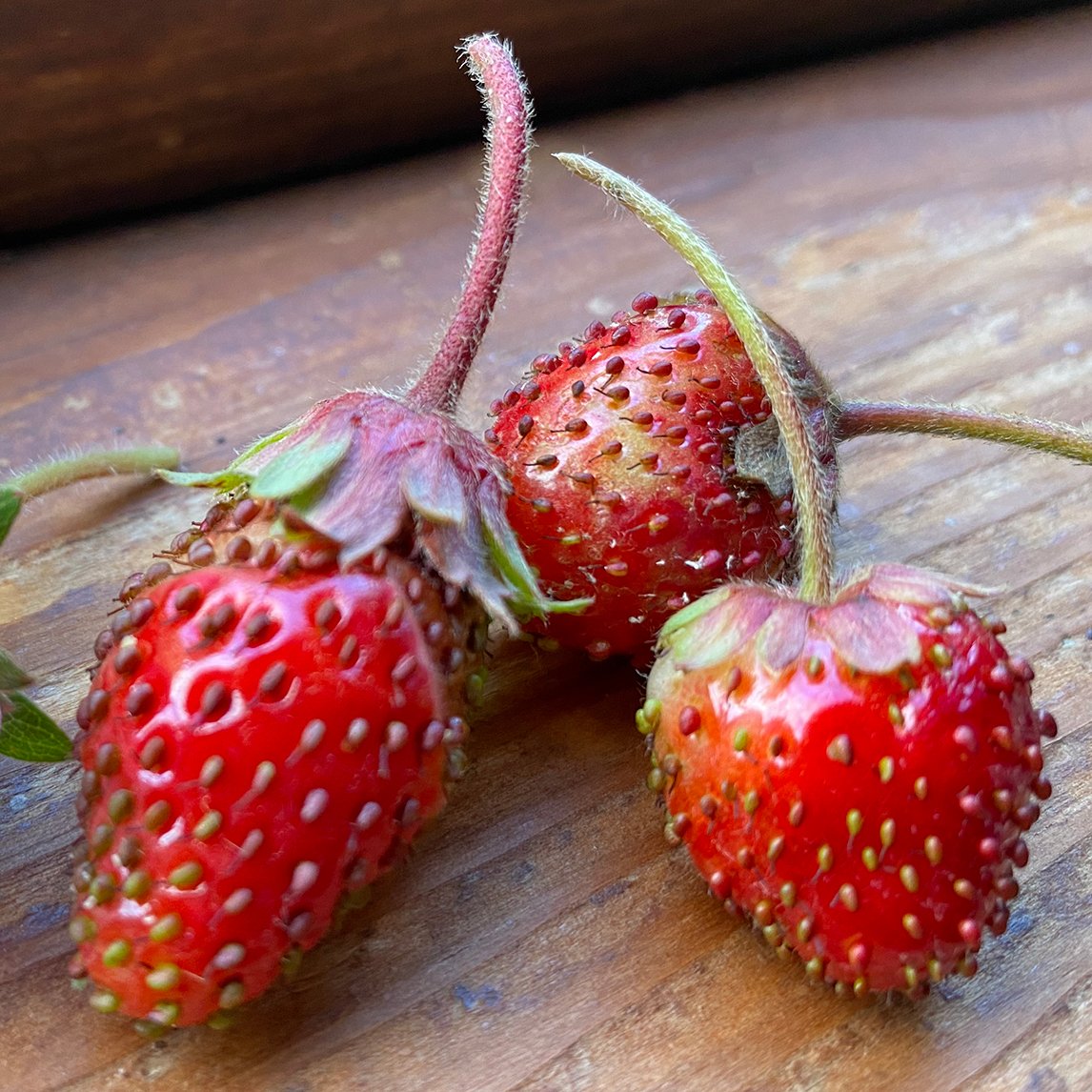 Strawberries - The Diggers Club