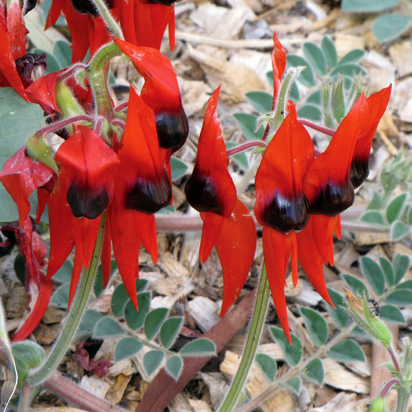 Sturt's Desert Pea - The Diggers Club