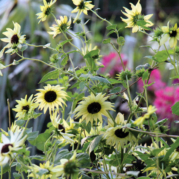 Sunflower 'Italian White' - The Diggers Club