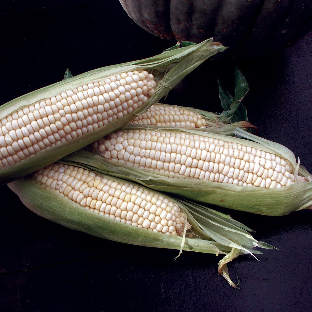 white corn kernels uk