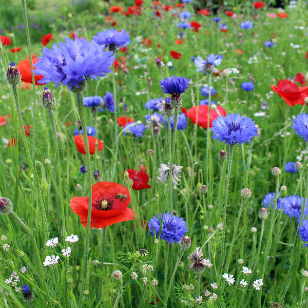 Spring Meadow Mix - The Diggers Club