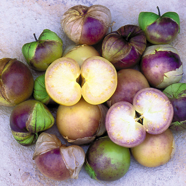 Tomatillo 'Purple' (Organic) - The Diggers Club