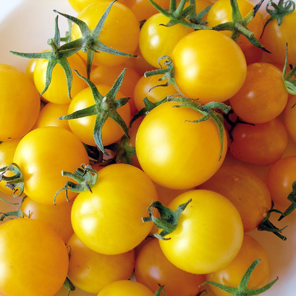 Tomato 'Broad Ripple Yellow Currant' (Organic) - The Diggers Club