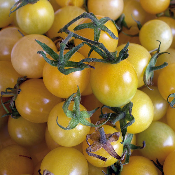 Tomato 'Lemon Drop' (Organic) - The Diggers Club