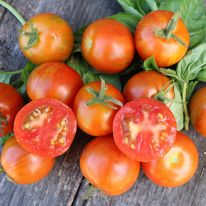 Tomato 'Tigerella' - The Diggers Club
