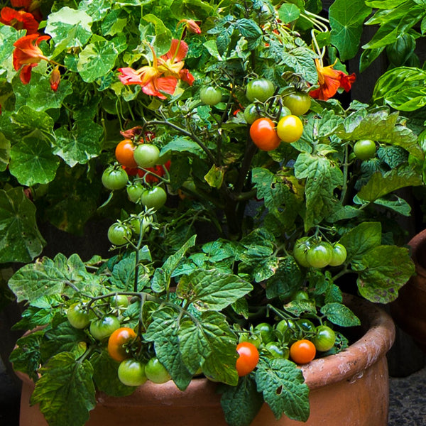 Miniature Tomato Hybrids