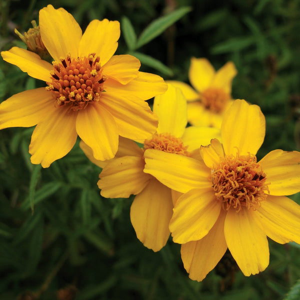 Tree Marigold - The Diggers Club