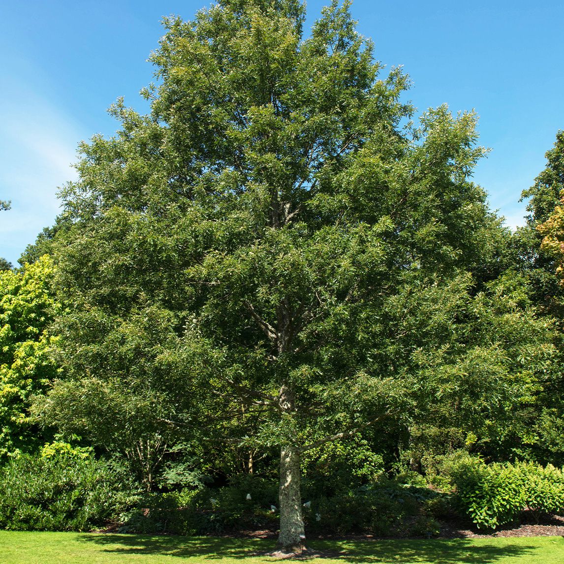 Oak Trees - The Diggers Club