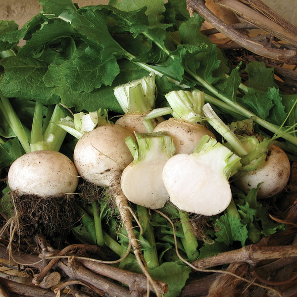 Turnip 'White Mini' - The Diggers Club