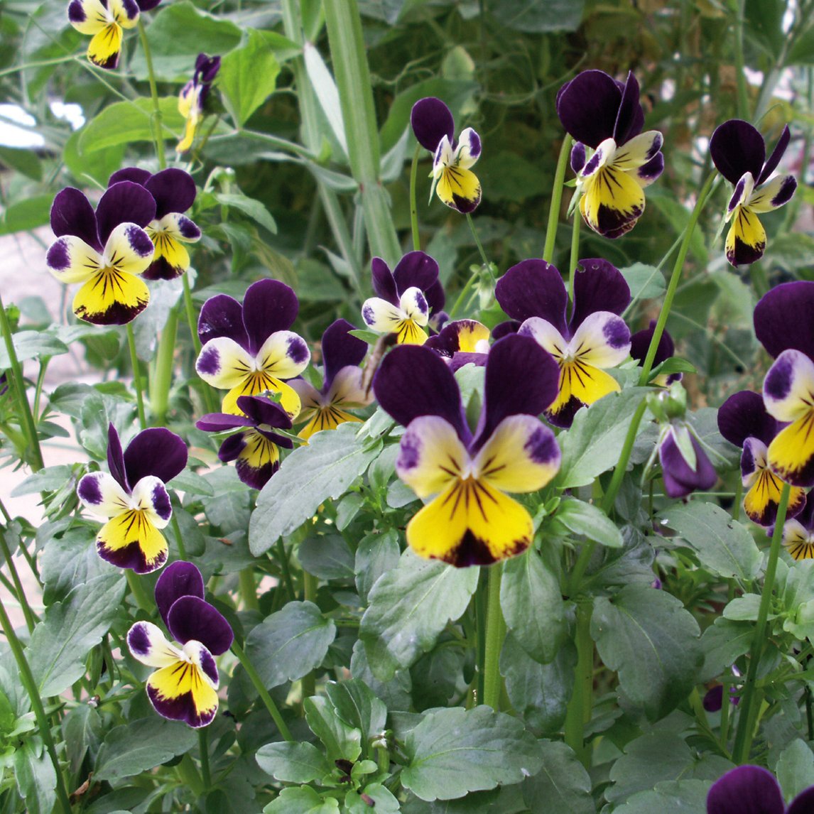 Viola Flower Viola | Description, Plant, Flower, & Facts | Britannica