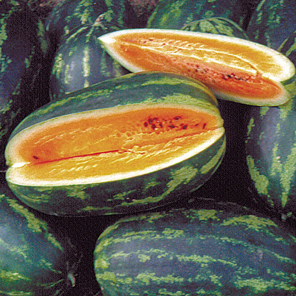Watermelon 'Mountain Sweet Yellow' (Organic) - The Diggers Club