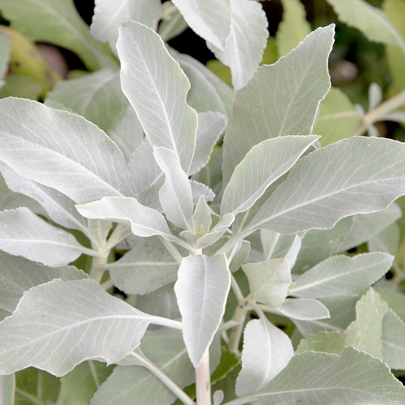 White Sage - The Diggers Club