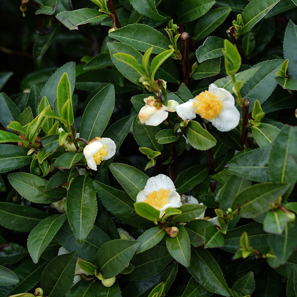White Tea Plant - The Diggers Club