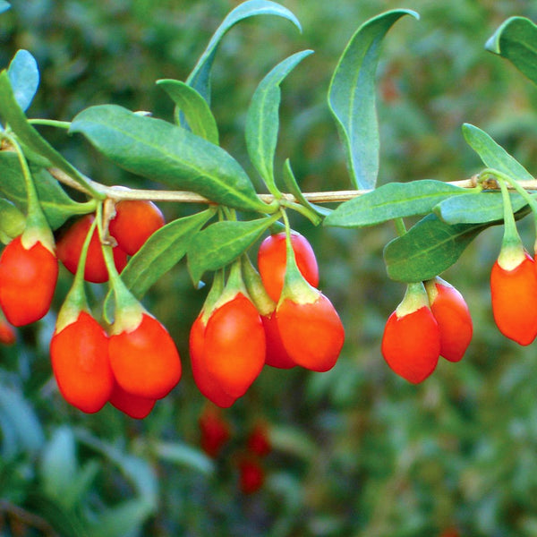 Goji Berry (wolfberry) - The Diggers Club