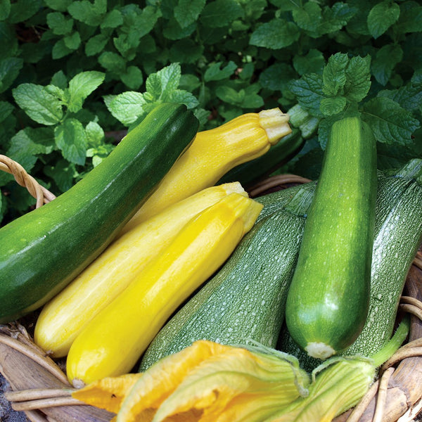 Zucchini Tri Coloured Mix - The Diggers Club